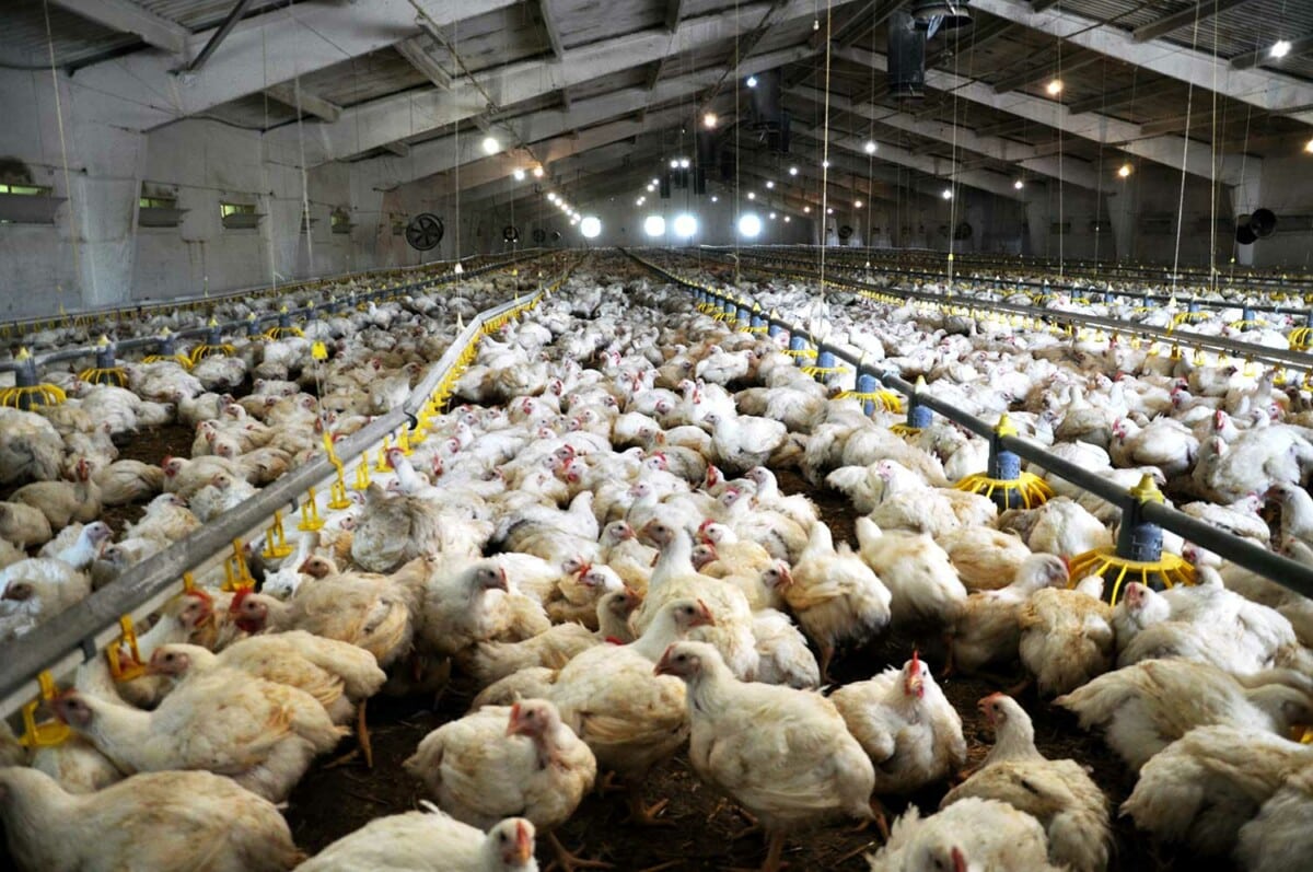 Quels sont les défis éthiques liés à l'élevage intensif